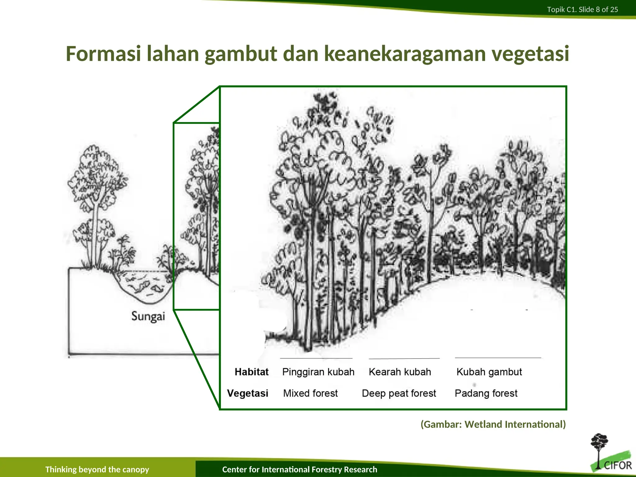 C1 gambut indonesia dan penggunaanya.ppt