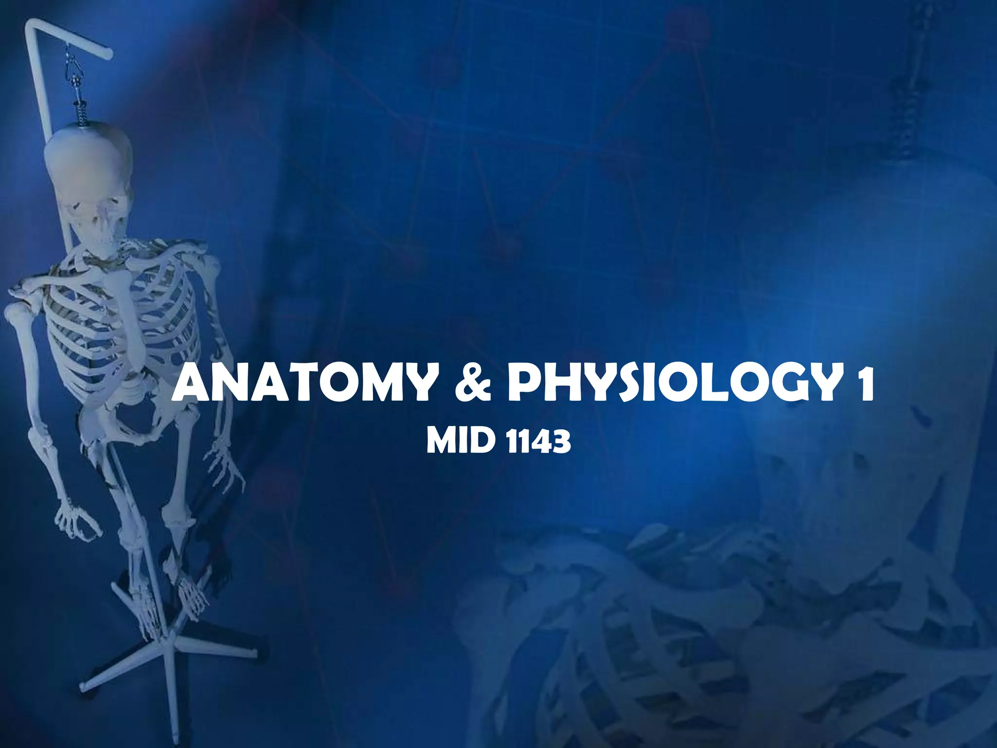 anatomical terms | PPT