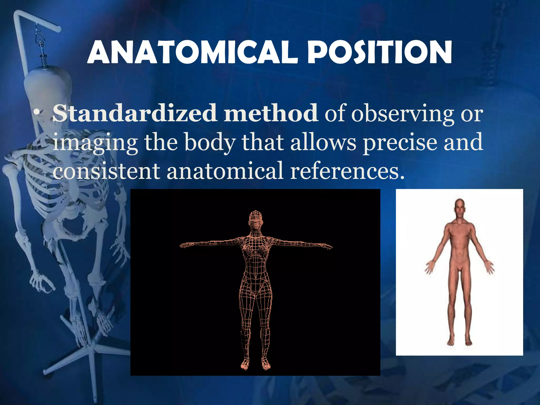 anatomical terms | PPT