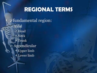 anatomical terms | PPT