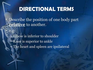 anatomical terms | PPT