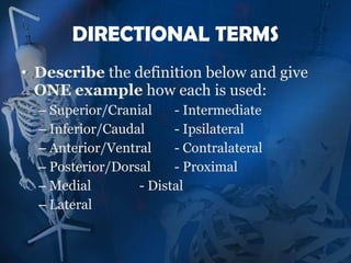 anatomical terms | PPT