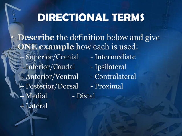 anatomical terms | PPT