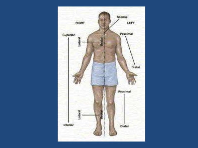 anatomical terms | PPT