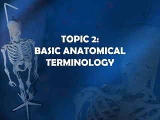 anatomical terms | PPT