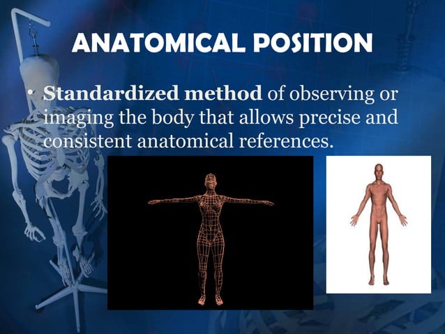 anatomical terms | PPT