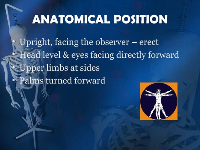 anatomical terms | PPT