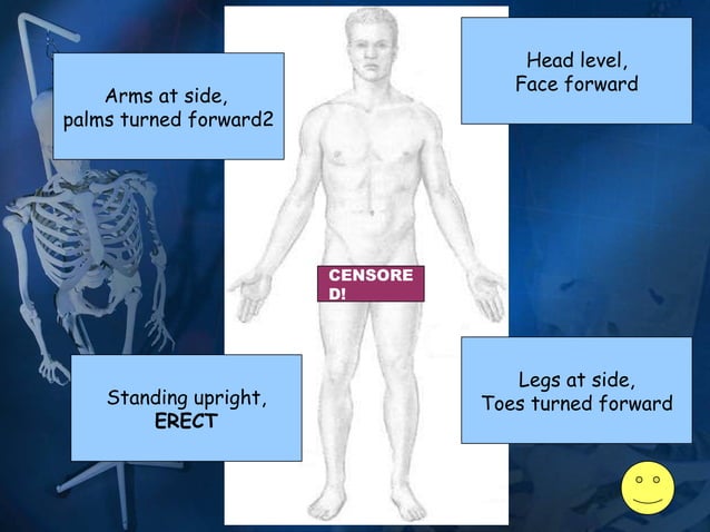 anatomical terms | PPT
