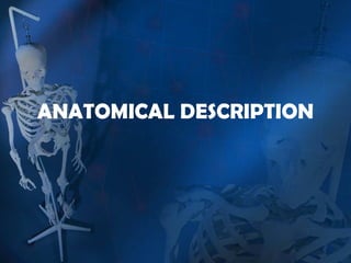 anatomical terms | PPT