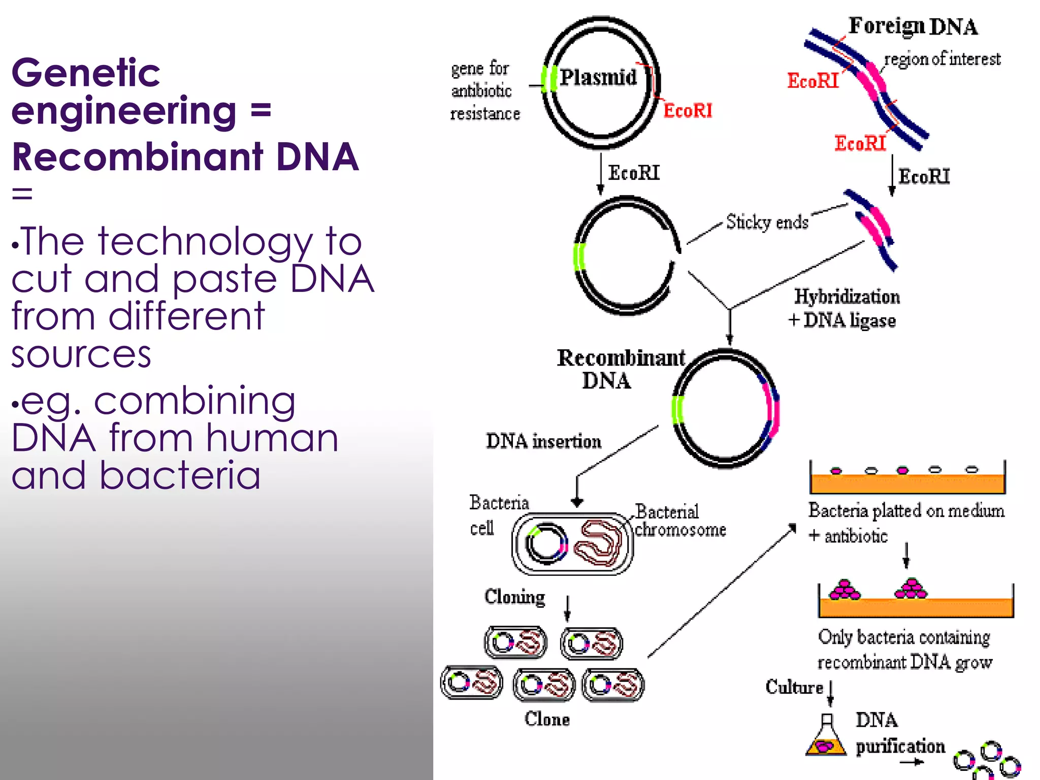 Recombinant DNA Technology | PDF