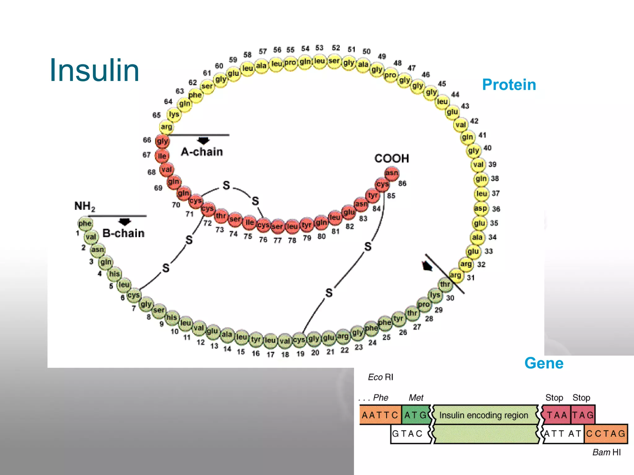 Recombinant DNA Technology | PDF