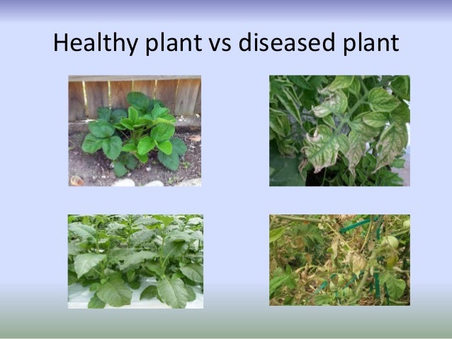 introduction to plant pathology