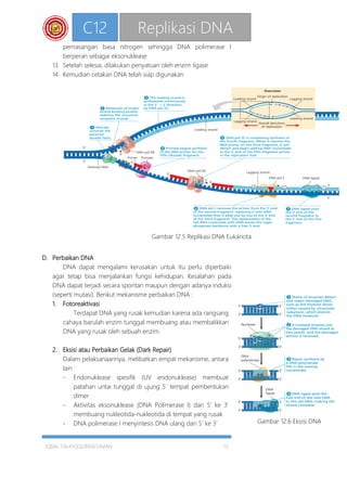 C12 Replikasi DNA | PDF