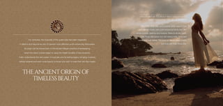 Fuller Royal Jelly - Behind the Brand | PDF