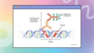 Primers and nucleic acid probes in dna technology | PPT
