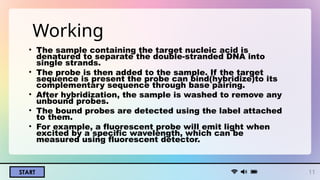 Primers and nucleic acid probes in dna technology | PPT
