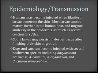 Hookworm Larva Migrans Presentation | PDF