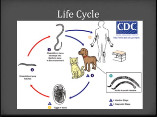 Cutaneous Larva Migrans Life Cycle