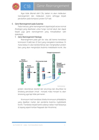 C18 Gene Rearrangement | PDF