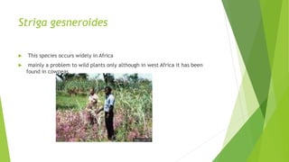 Parasitic weeds- striga spp for masara | PPTX