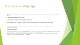 Parasitic weeds- striga spp for masara | PPTX