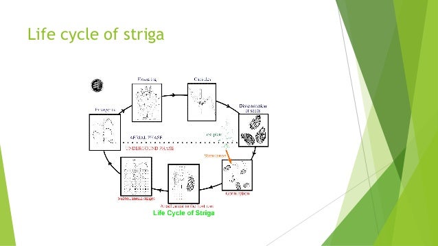 Parasitic weeds- striga spp for masara