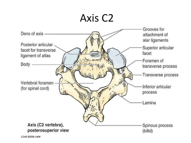 C1 C2 fractures | PPTX