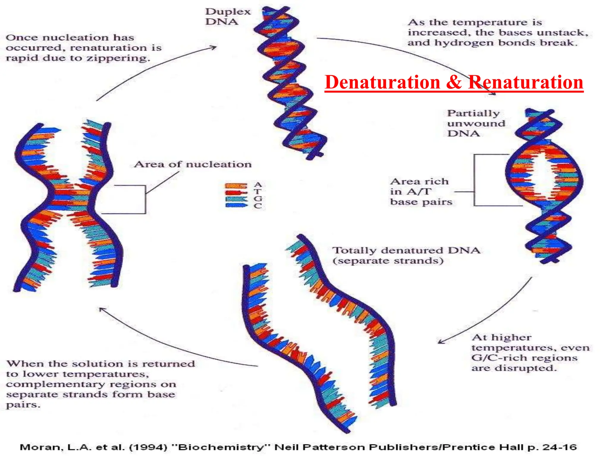 DNA , RNA basic structure and components | PPT