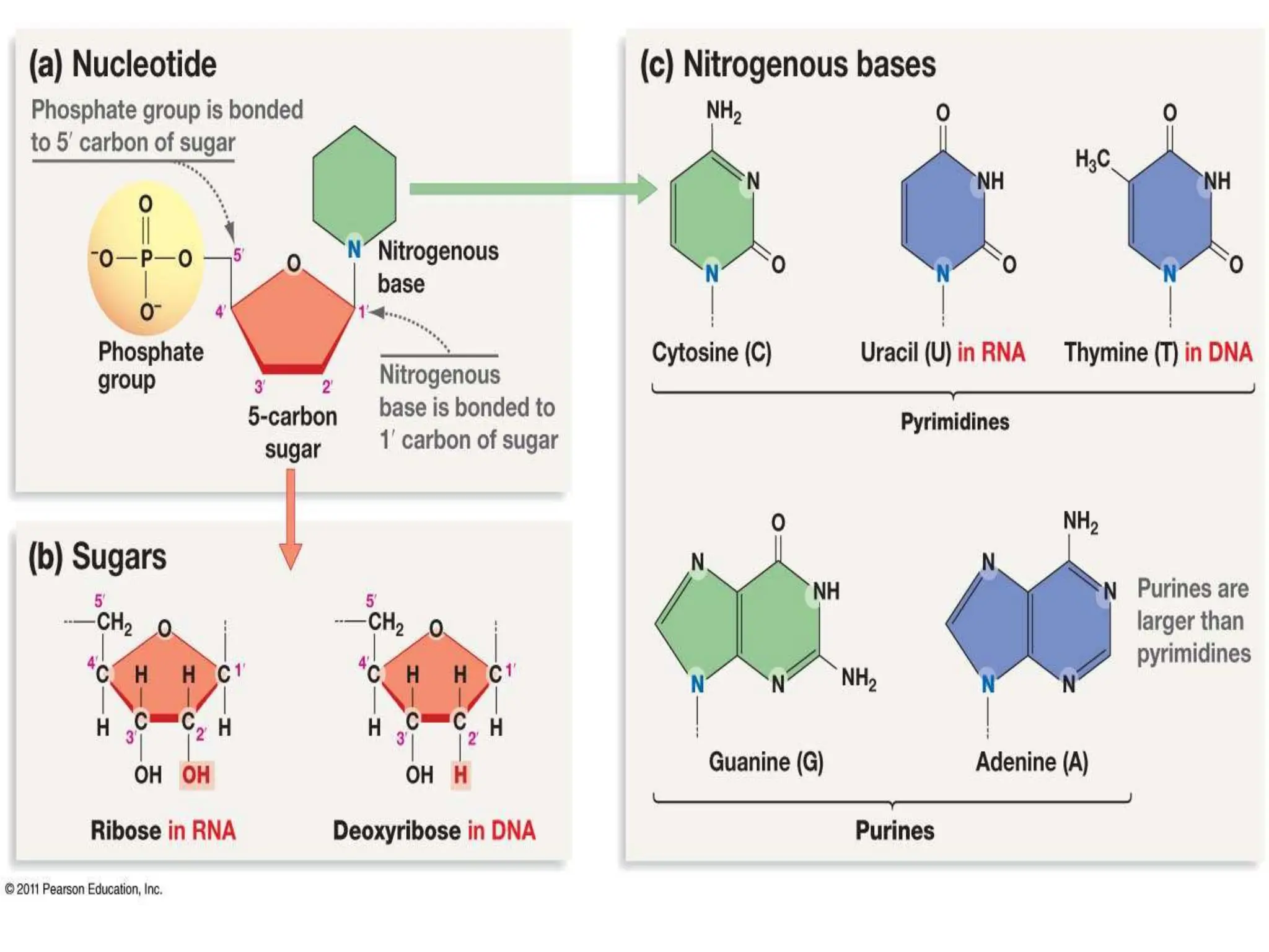 DNA , RNA basic structure and components | PPT