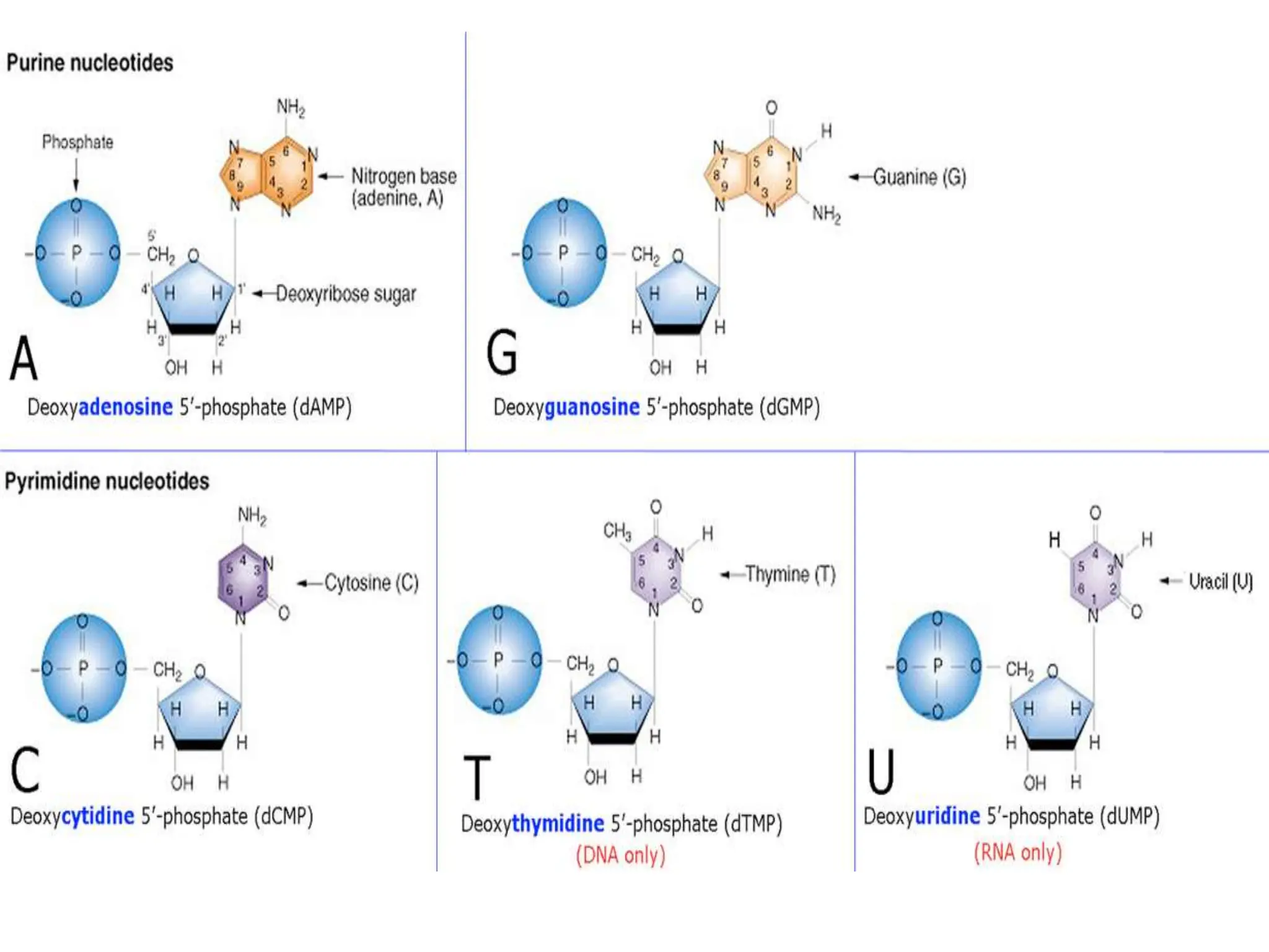 DNA , RNA basic structure and components | PPT
