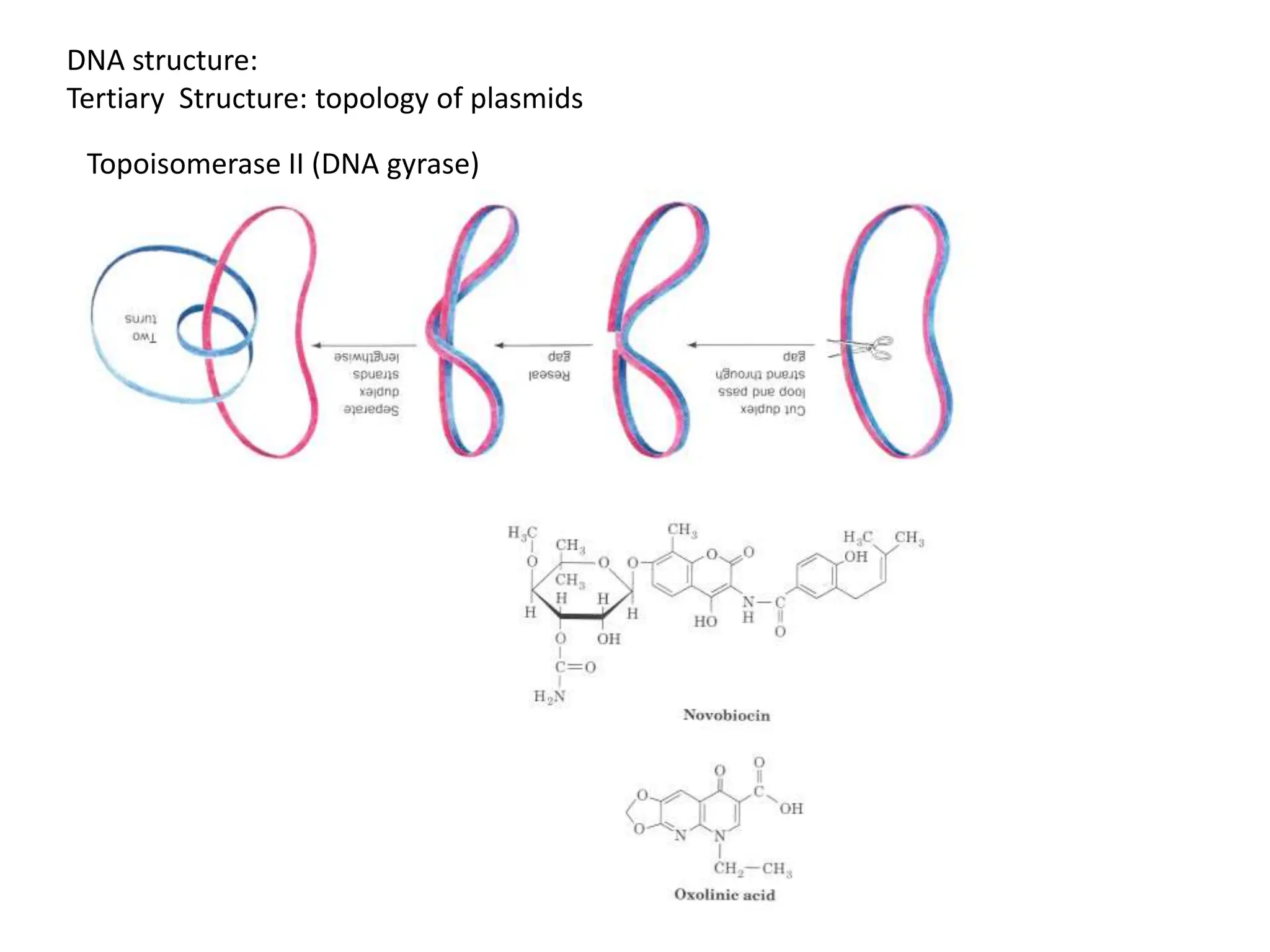 DNA , RNA basic structure and components | PPT