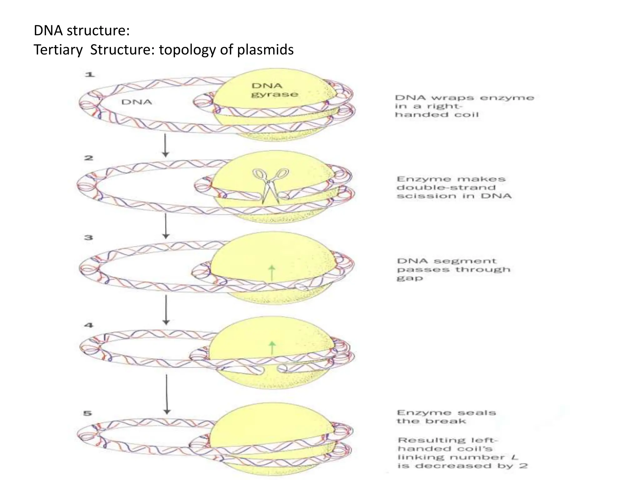 DNA , RNA basic structure and components | PPT