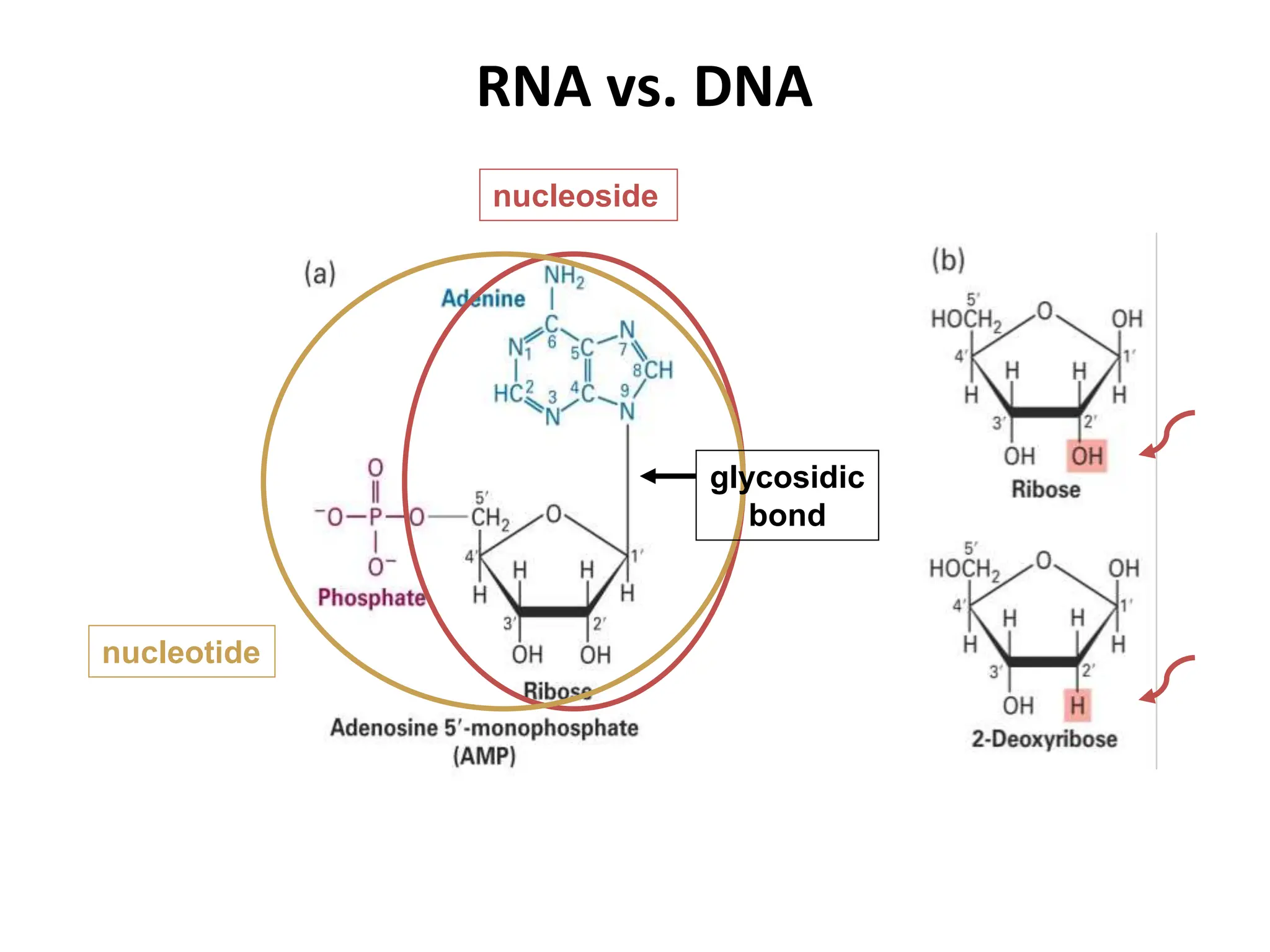 DNA , RNA basic structure and components | PPT