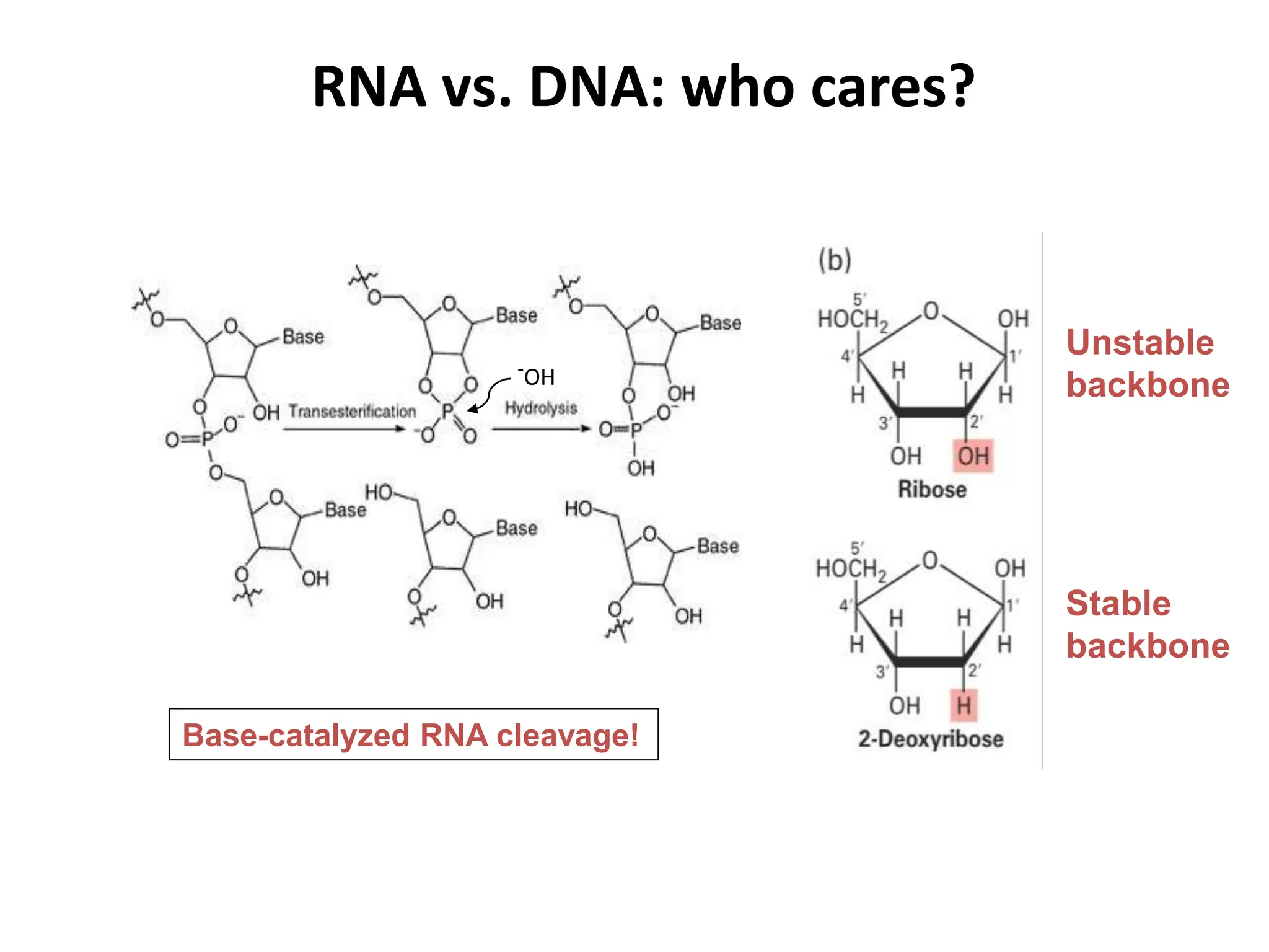 DNA , RNA basic structure and components | PPTX