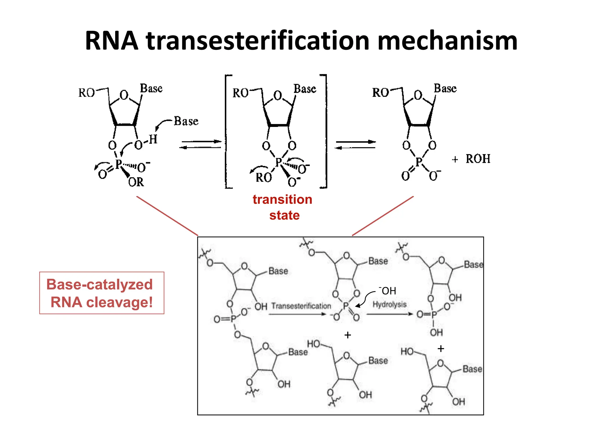 DNA , RNA basic structure and components | PPT