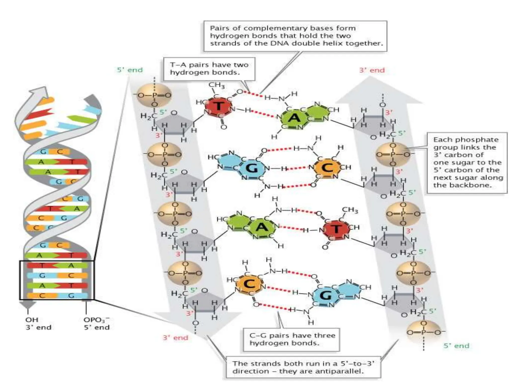 DNA , RNA basic structure and components | PPT