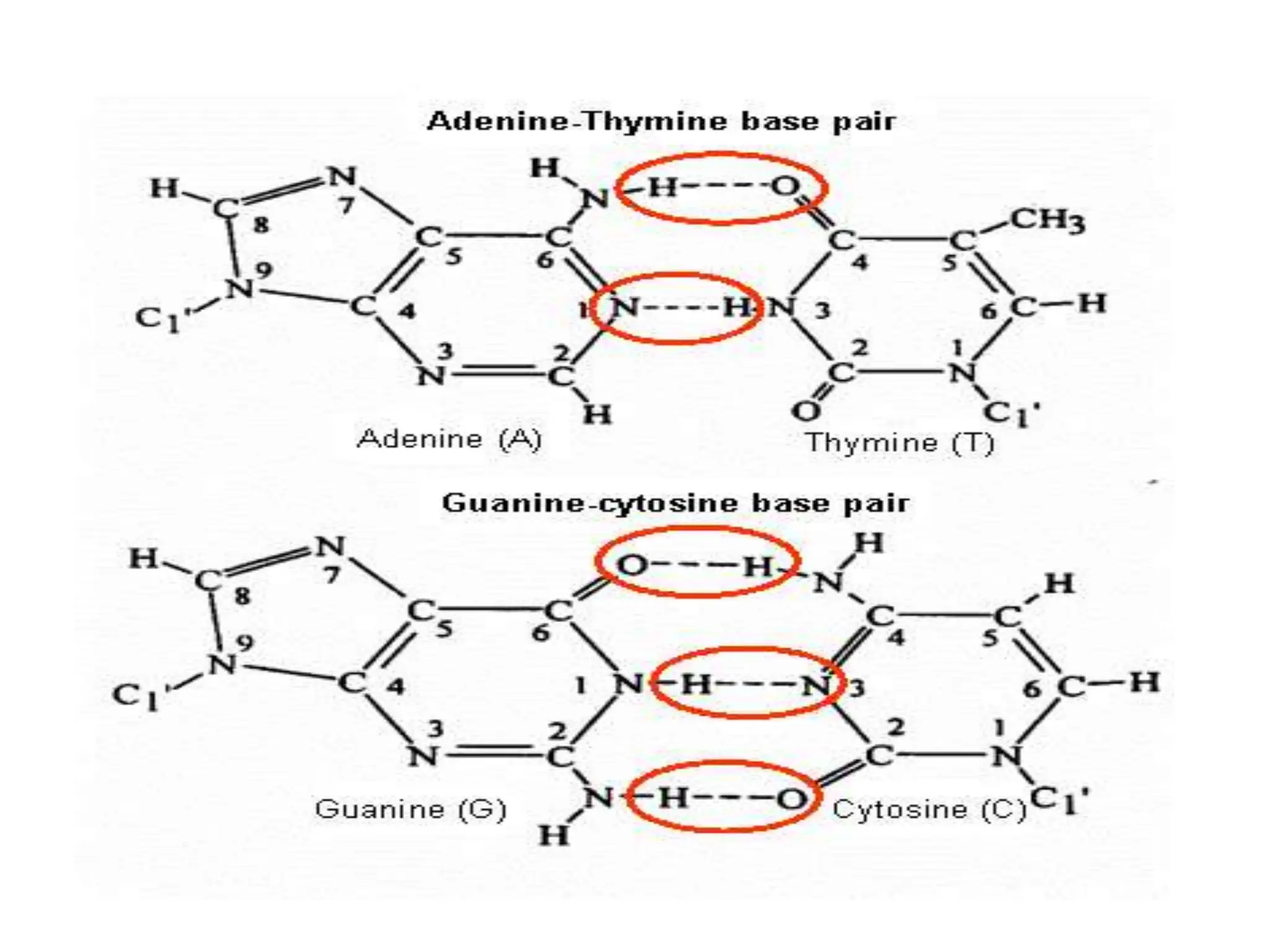 DNA , RNA basic structure and components | PPT
