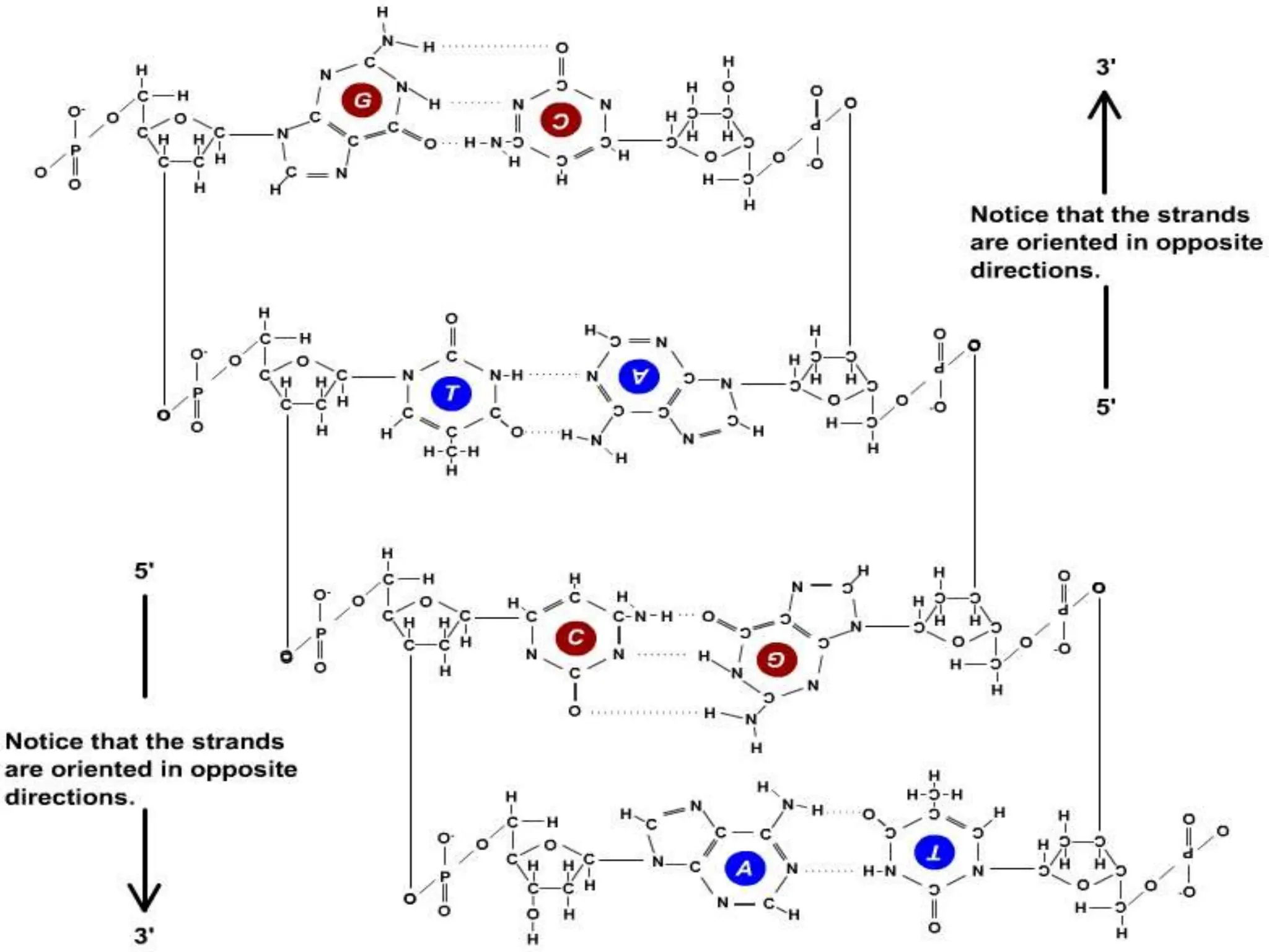 DNA , RNA basic structure and components | PPT