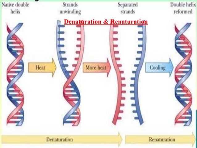 DNA , RNA basic structure and components | PPT