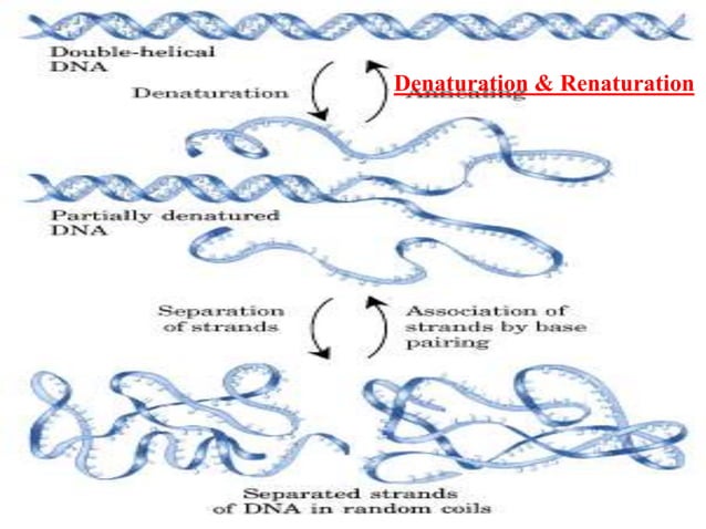 DNA , RNA basic structure and components | PPT