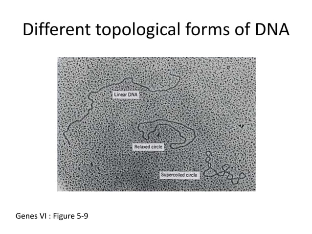 DNA , RNA basic structure and components | PPT