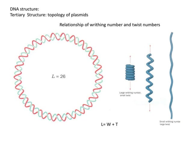 DNA , RNA basic structure and components | PPT