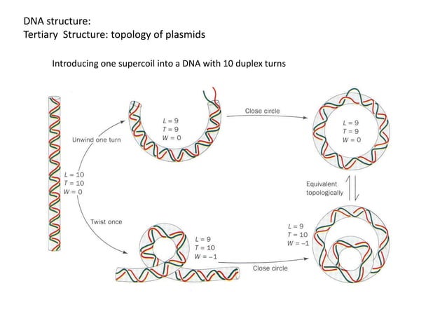 DNA , RNA basic structure and components | PPT