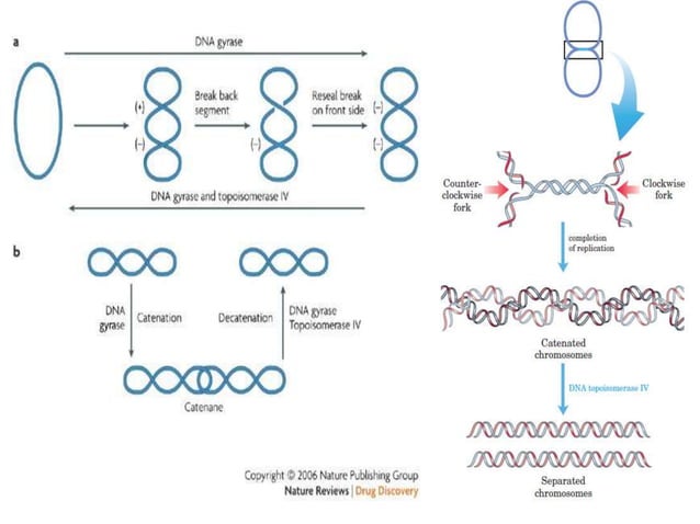 DNA , RNA basic structure and components | PPT
