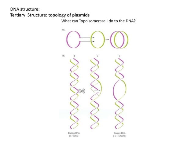 DNA , RNA basic structure and components | PPT
