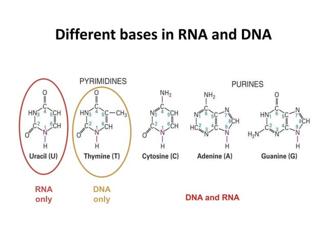 DNA , RNA basic structure and components | PPT