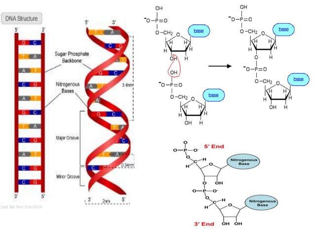 DNA , RNA basic structure and components | PPT