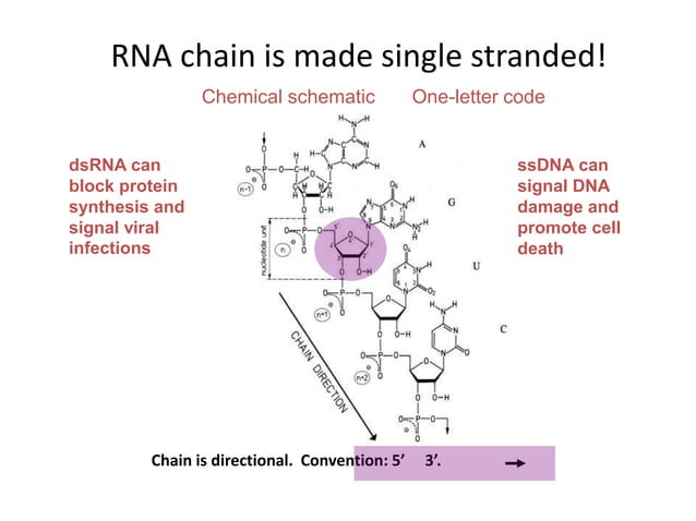 DNA , RNA basic structure and components | PPT