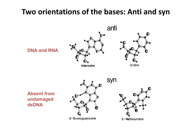 DNA , RNA basic structure and components | PPT