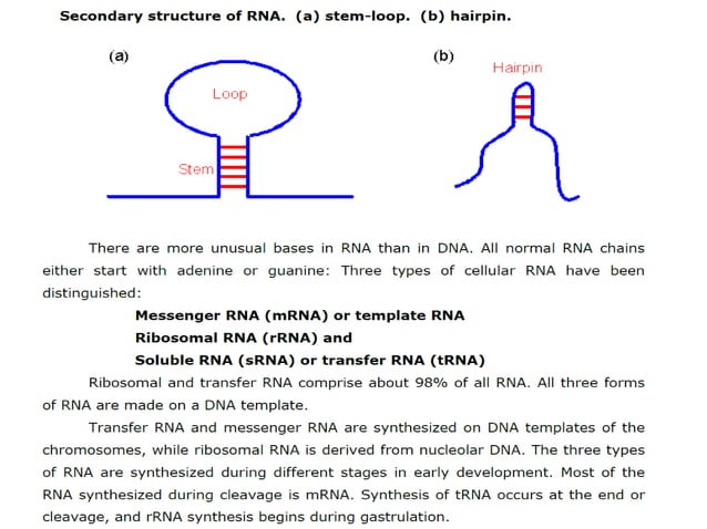 DNA , RNA basic structure and components | PPT
